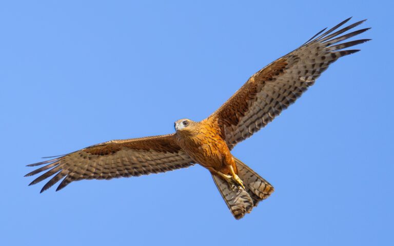 Seeing Red: Finding the Red Goshawk - BirdLife Australia