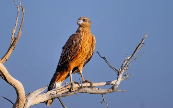 Seeing Red: Finding the Red Goshawk - BirdLife Australia