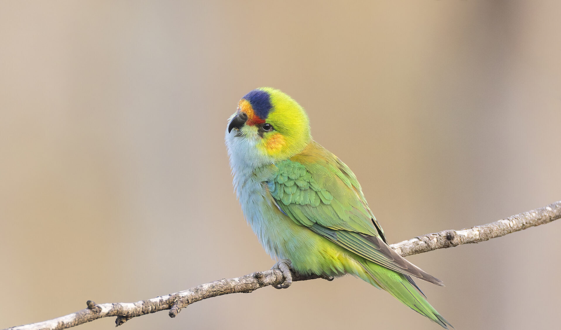 2025 Supporter Impact Report - BirdLife Australia