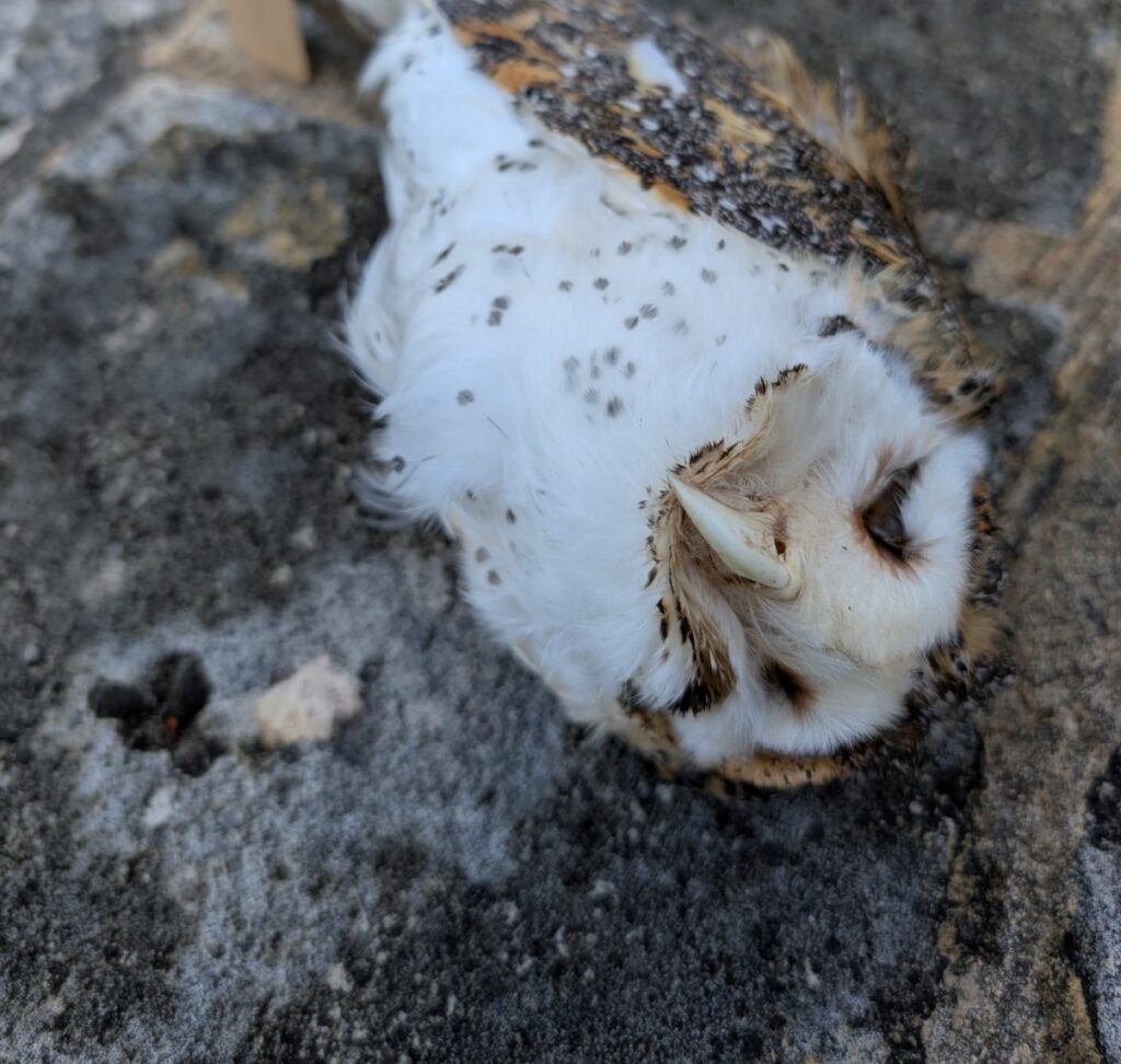 Toxic Rat Poisons Found in 100% of Masked Owls - BirdLife Australia
