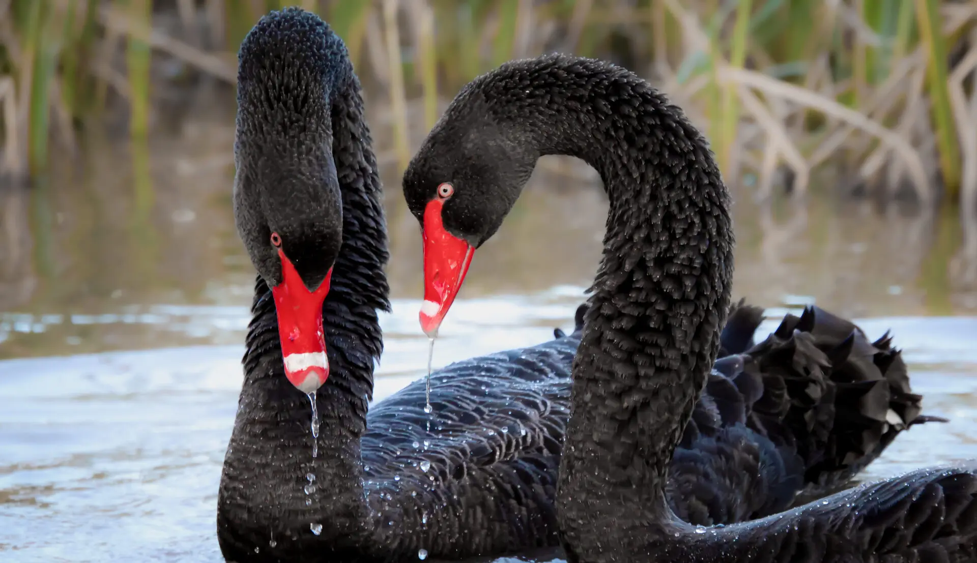 H5N1 Avian Influenza - BirdLife Australia