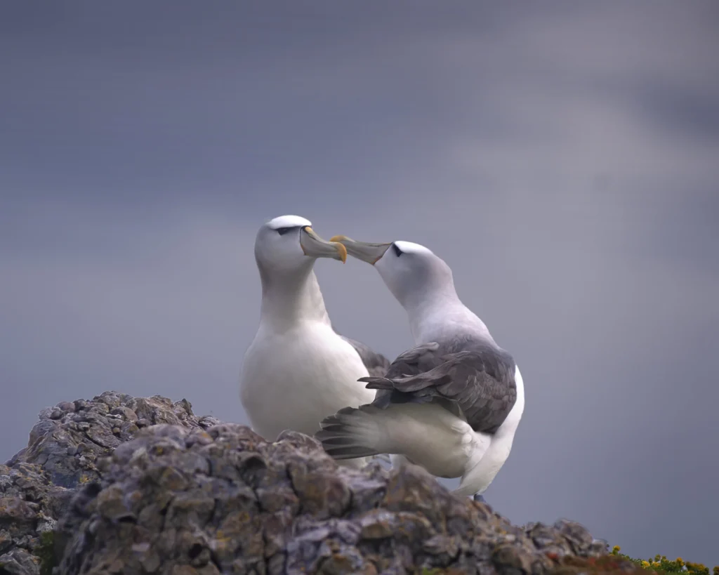 2026 World Albatross Day - BirdLife Australia
